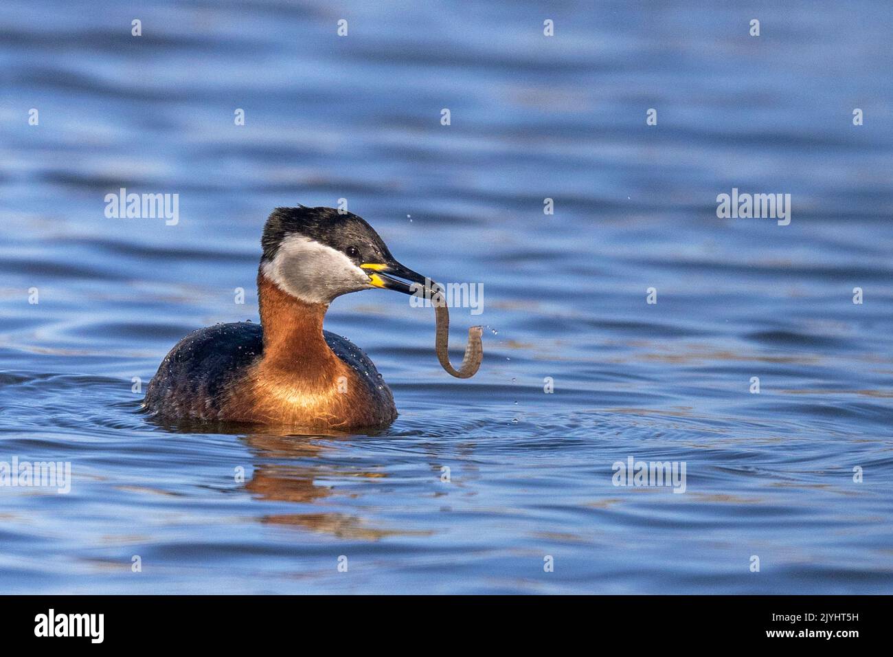 red-necked grebe (Podiceps grisegena), swimming with caught fish in the ...