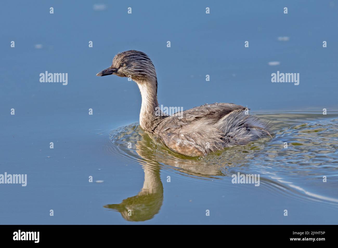 hoary-headed grebe (Podiceps poliocephalus, Poliocephalus poliocephalus ...