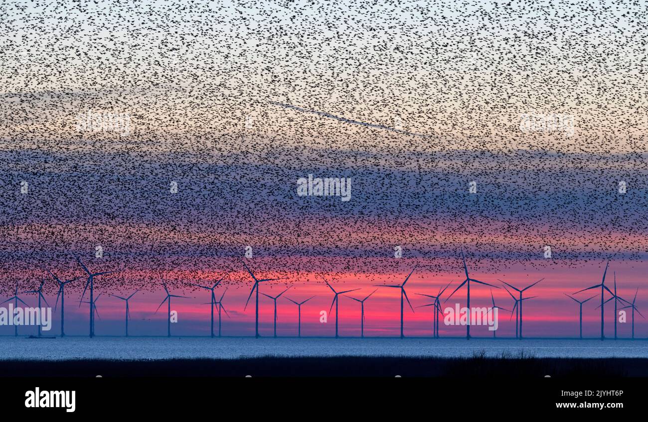 Offshore wind turbines birds hi-res stock photography and images - Alamy