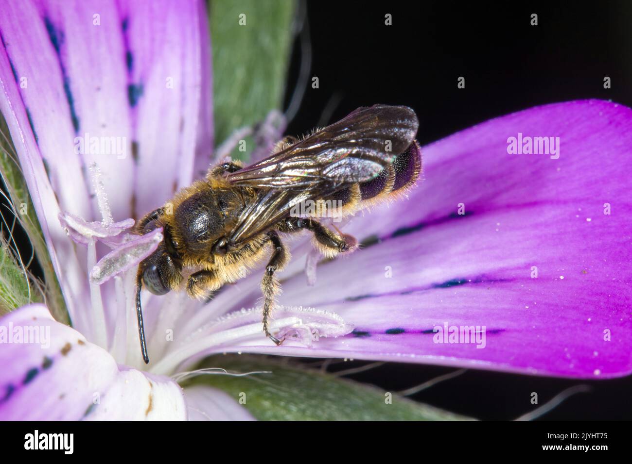 Osmia rapunculi (Osmia rapunculi, Chelostoma rapunculi), male sits on a ...