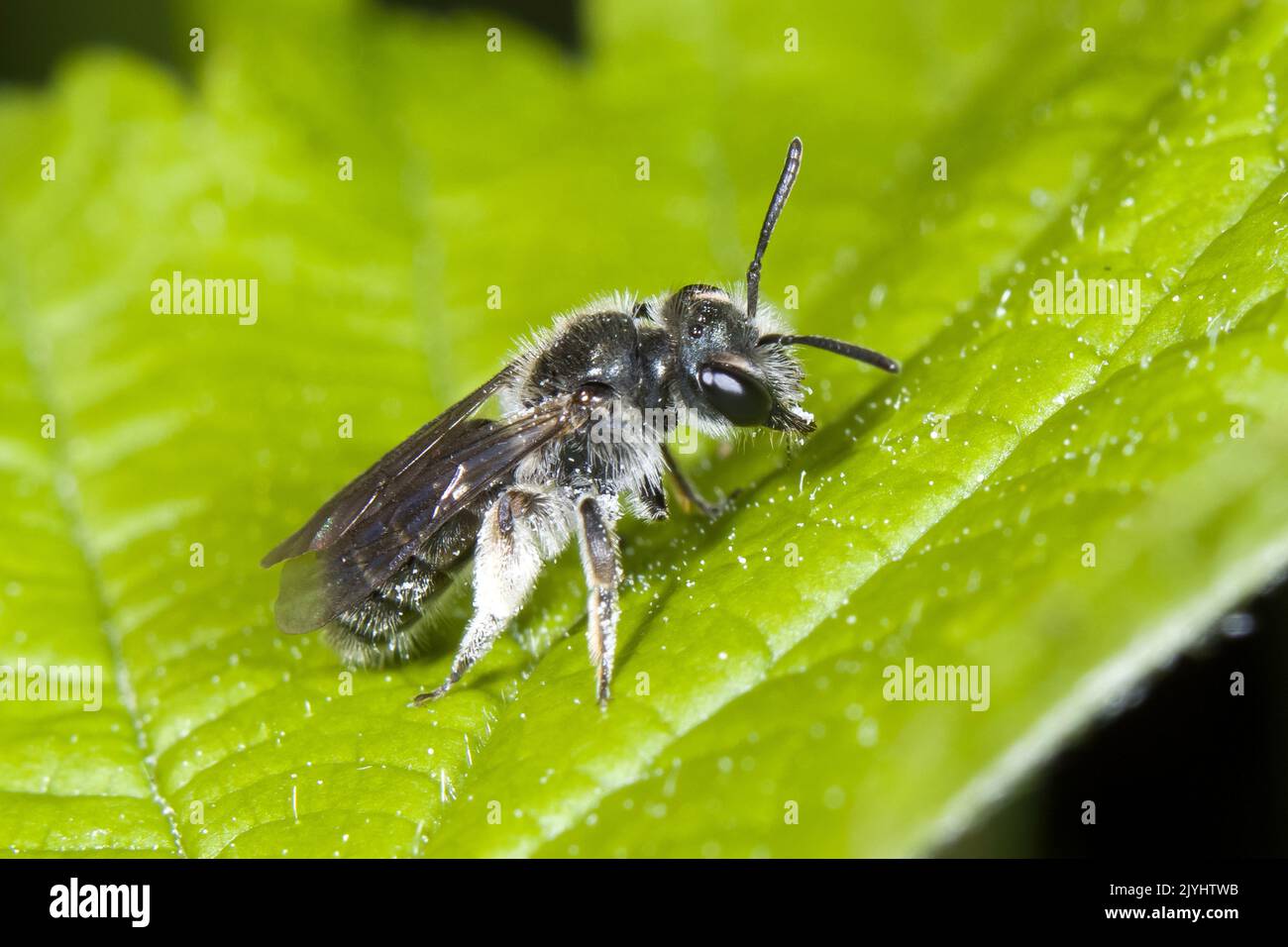 burrowing bee (Andrena viridescens), female sits on a leaf, Germany ...