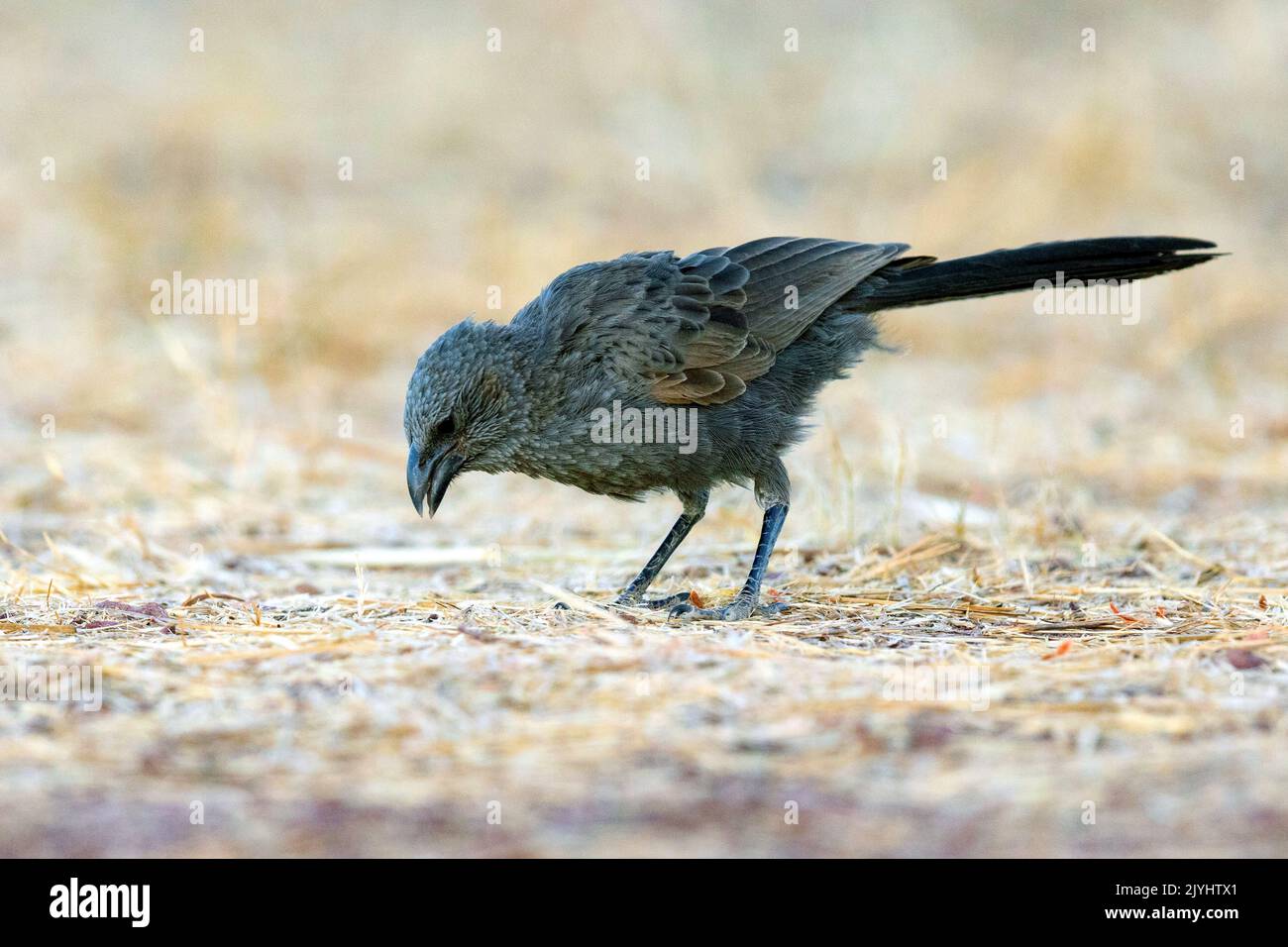 Apostle birds hi-res stock photography and images - Alamy