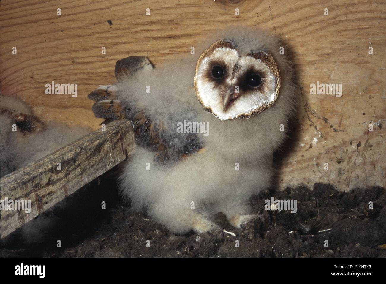 Barn owl (Tyto alba), fledgling in nesting box, Germany Stock Photo - Alamy