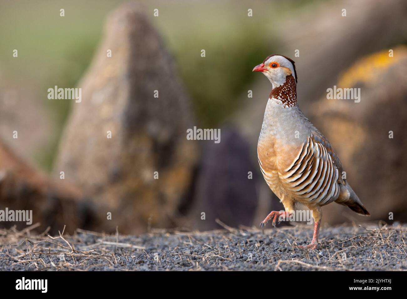 Lanzarote birds hi-res stock photography and images - Alamy