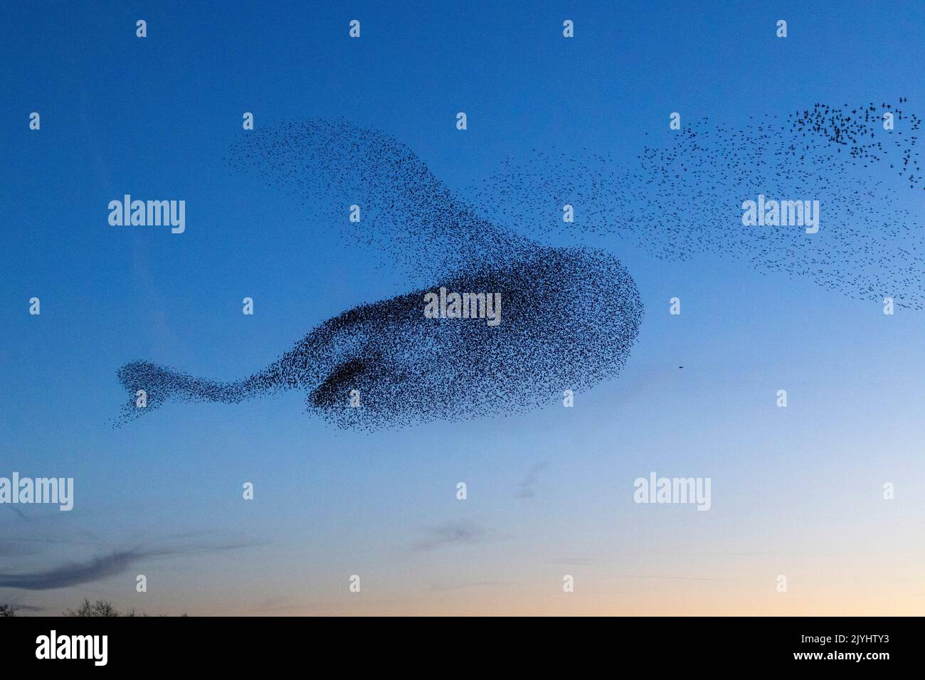 common starling (Sturnus vulgaris), flock flying to the roosting place ...