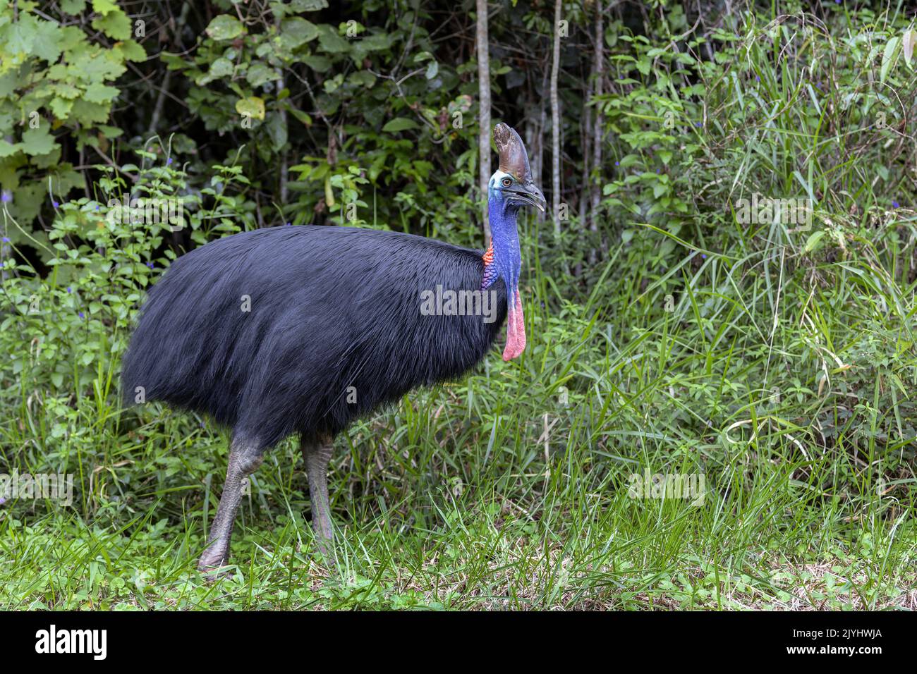 Southern Cassowary, Double-wattled Cassowary, Australian Cassowary, Two-wattled Cassowary ...