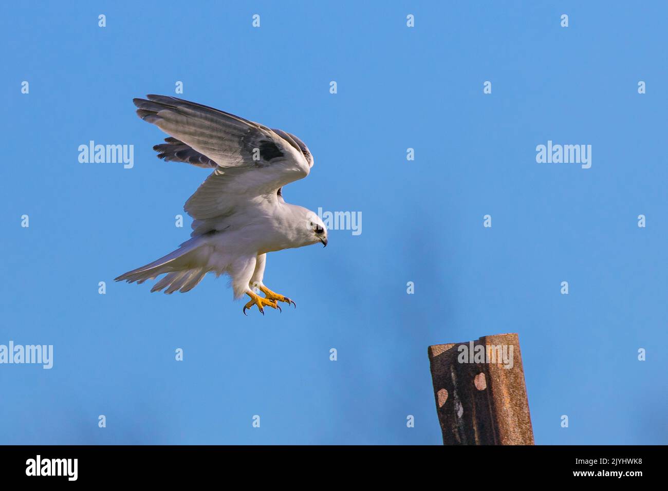 Australian black shouldered kites hi-res stock photography and images ...