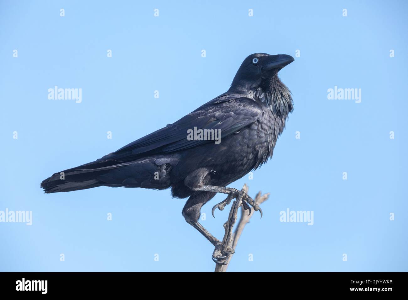 little raven (Corvus mellori), perched on a branch, Australia ...