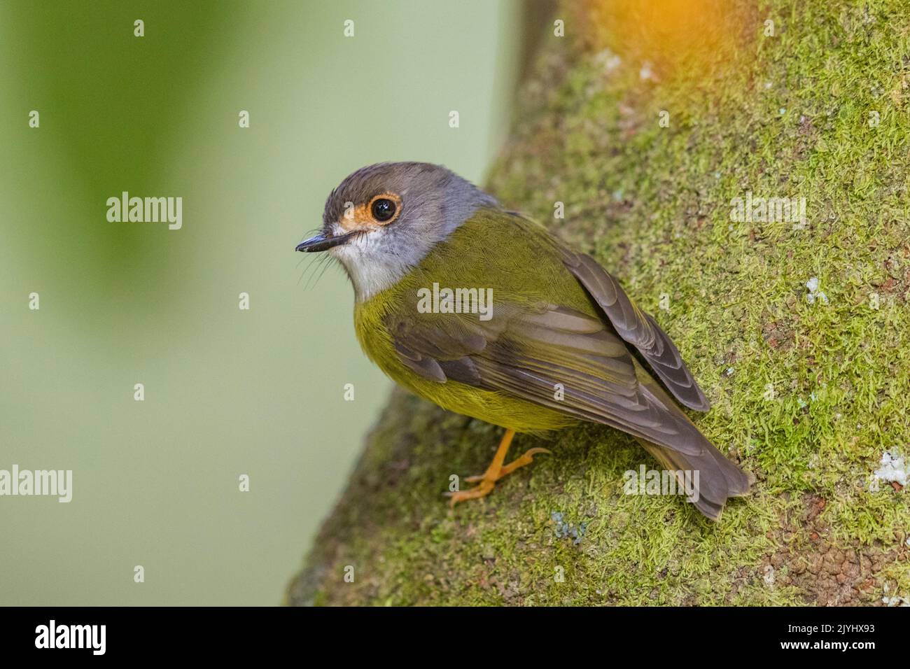 pale yellow robin (Tregellasia capito), perched on mossy tree trunk ...