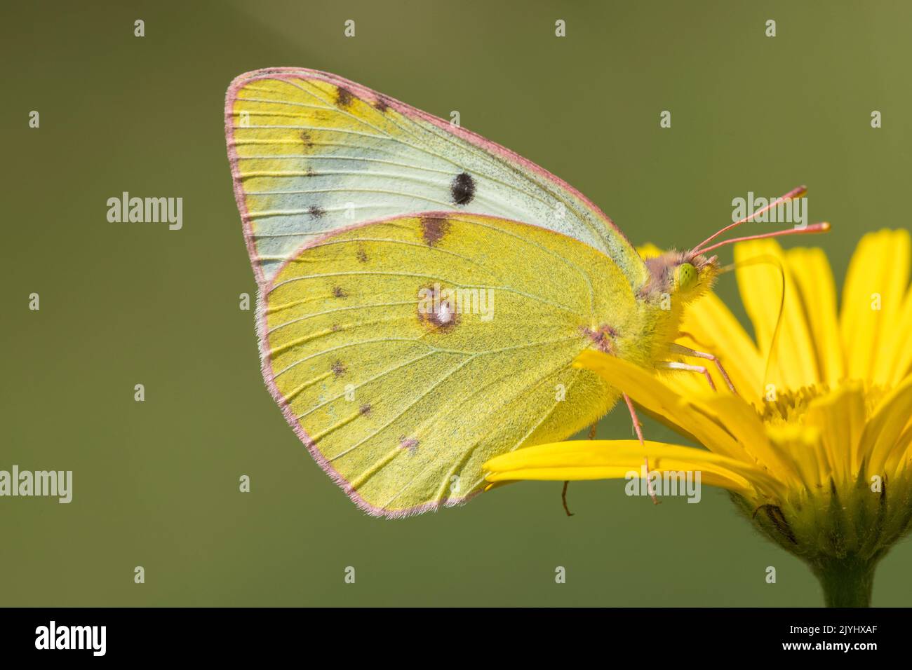 Pale undersides hi-res stock photography and images - Alamy