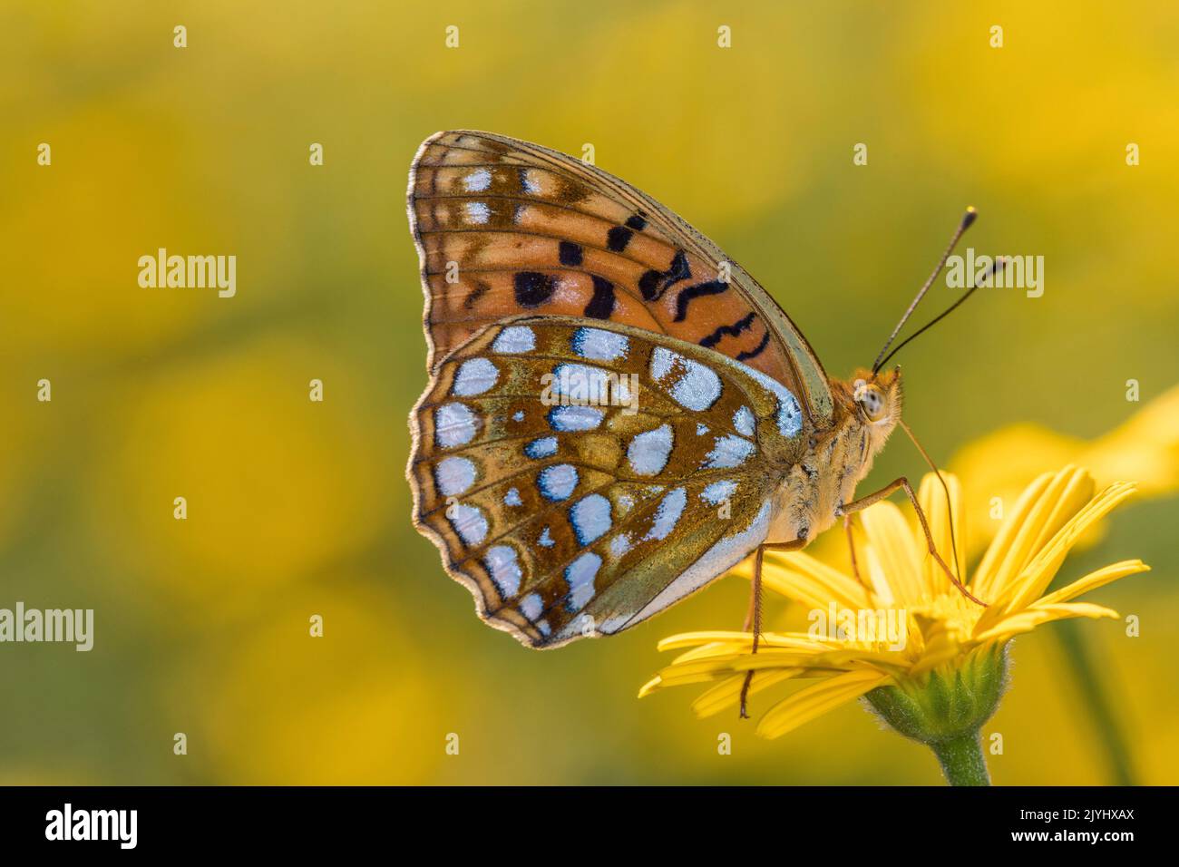 high brown fritillary (Argynnis adippe, Fabriciana adippe), sits on a ...