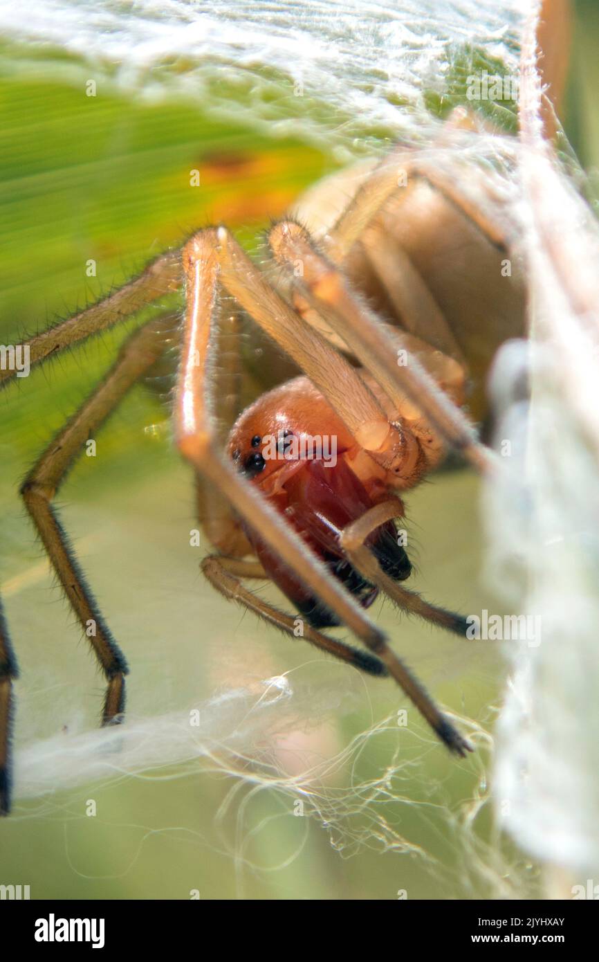 European sac spider, Yellow sack spider (Cheiracanthium punctorium ...