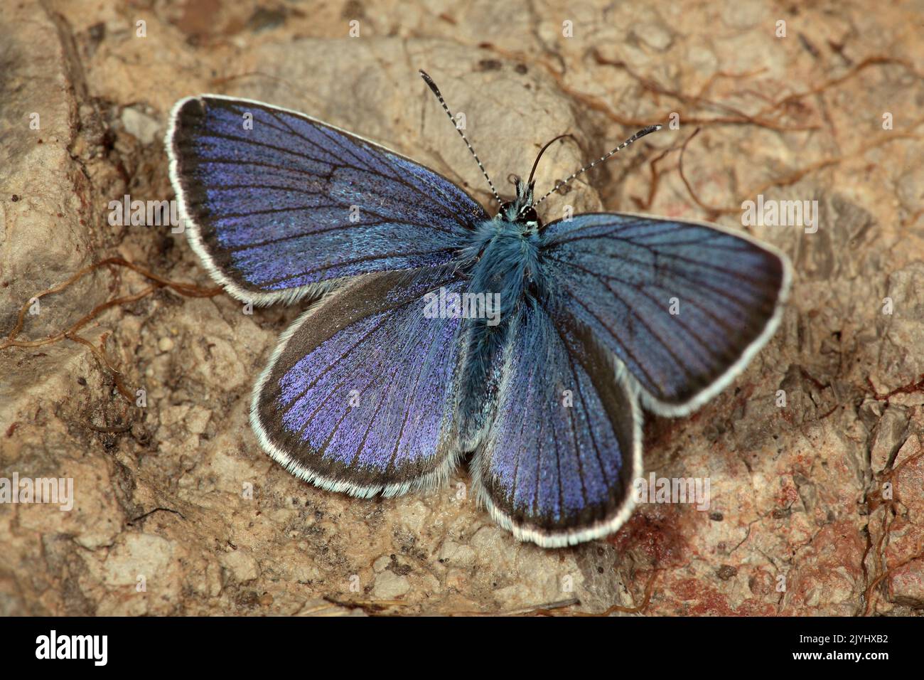 mazarine blue (Polyommatus semiargus, Cyaniris semiargus), male sits on ...