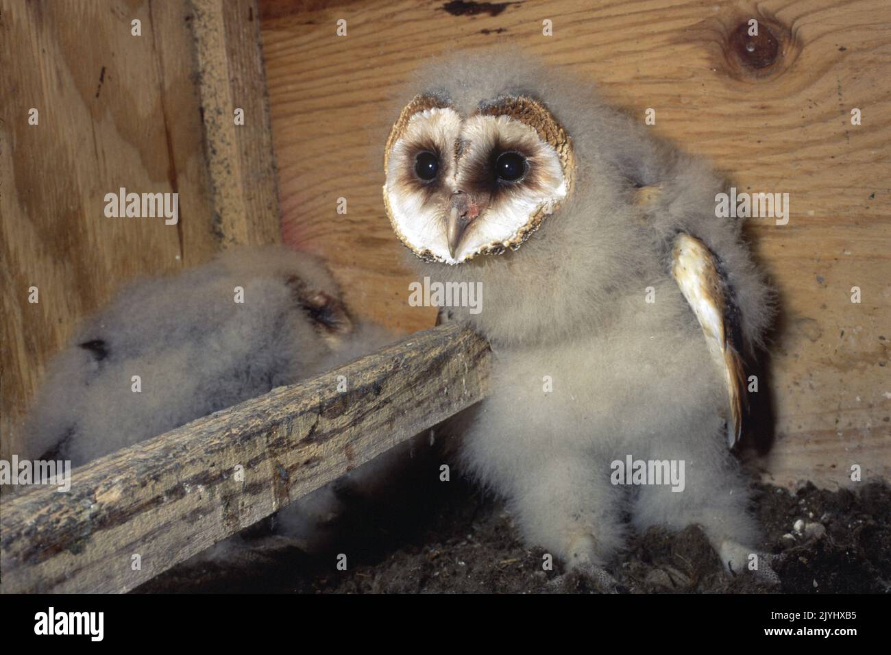 Barn owl (Tyto alba), fledgling in nesting box, Germany Stock Photo - Alamy
