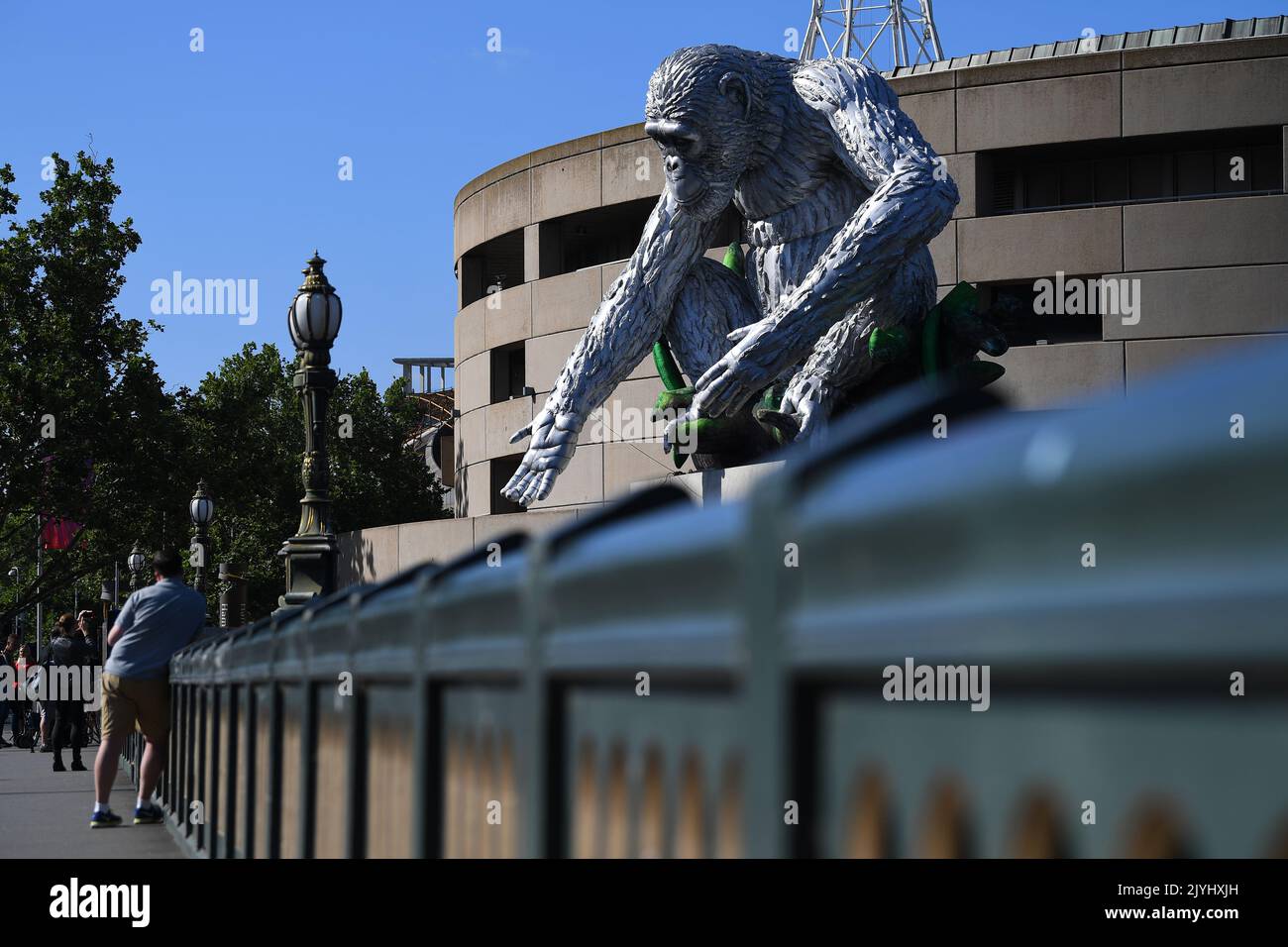 General view of a large-scale sculpture of chimpanzee David Greybeard ...