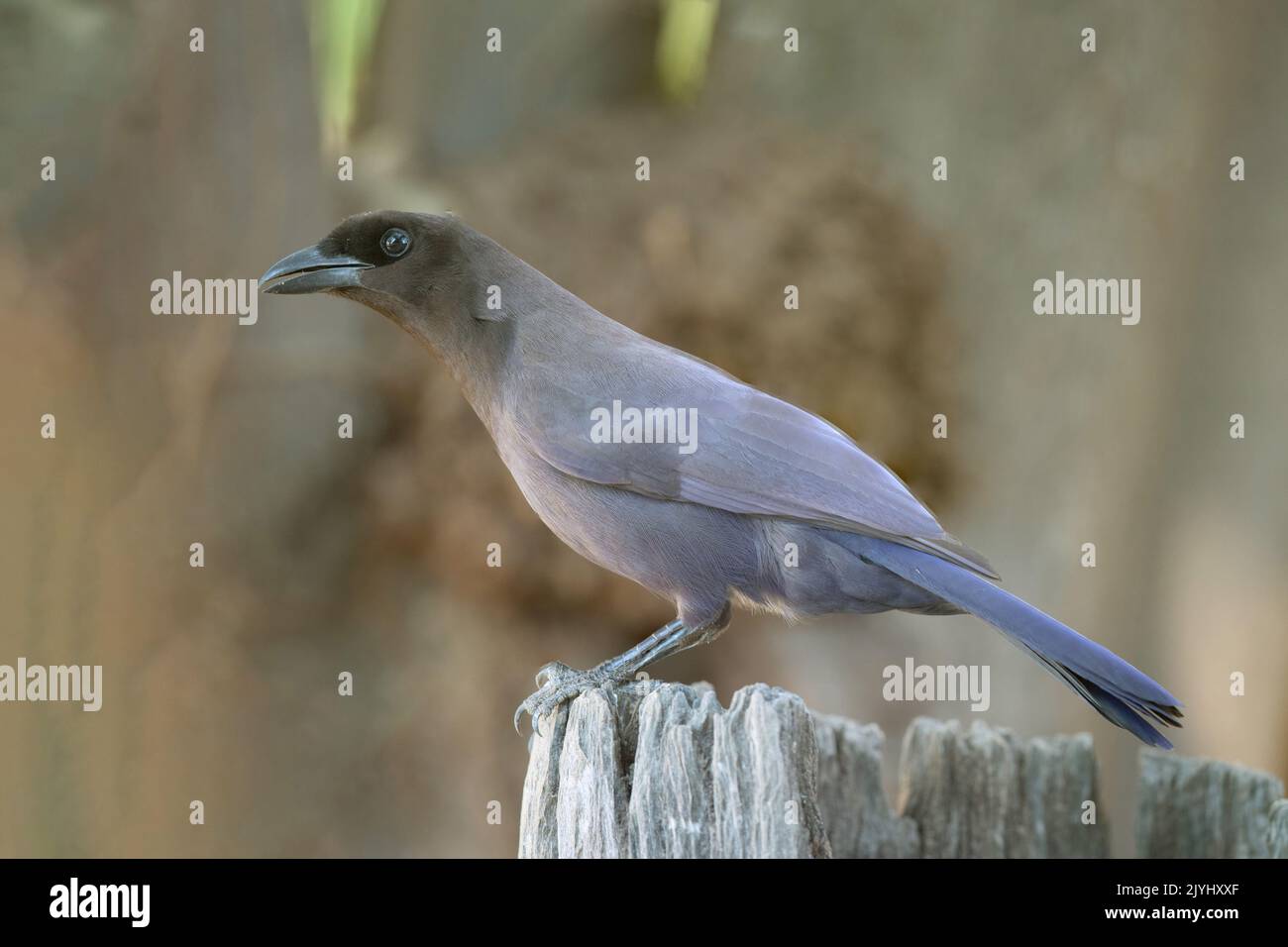 Cyanocorax cyanomelas hi-res stock photography and images - Alamy