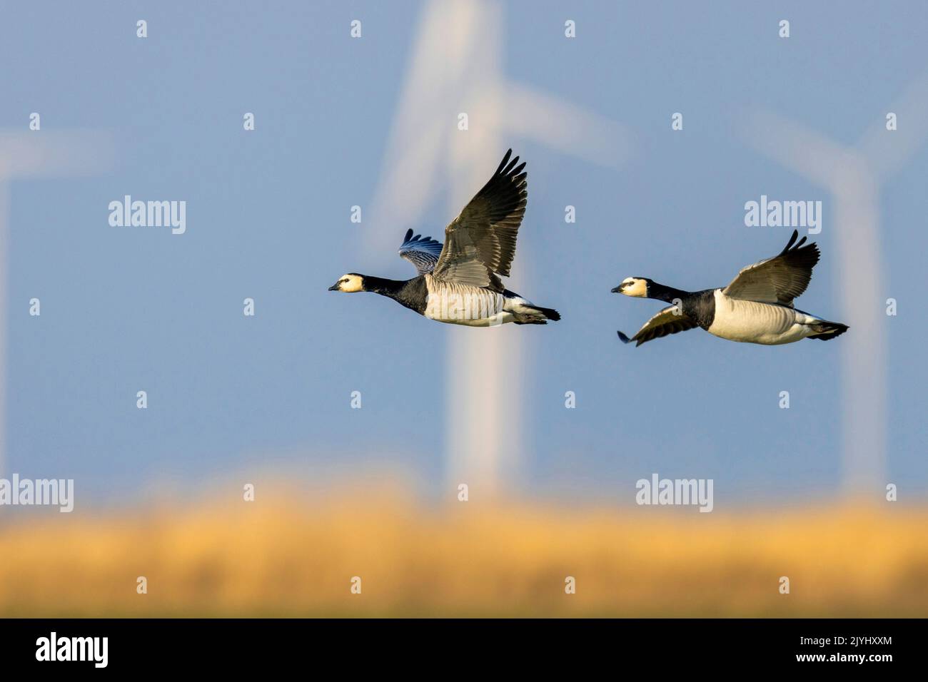 barnacle goose (Branta leucopsis), flying pair, windmills in the ...