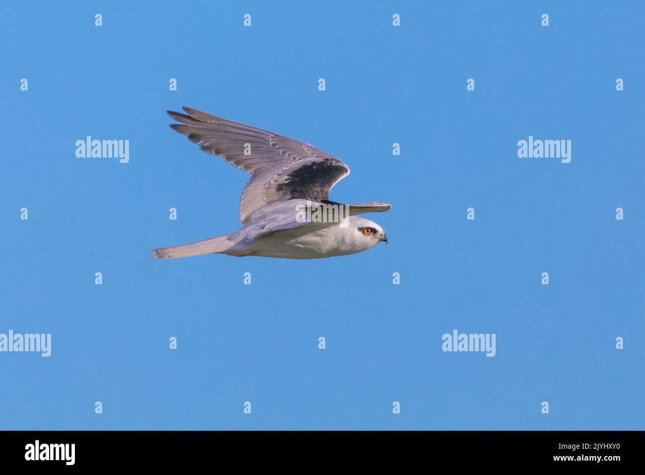 Australian black-shouldered kite (Elanus notatus), in flight at blue ...