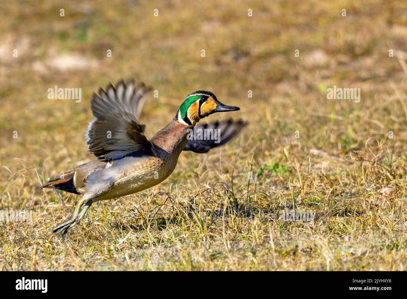 baikal teal (Anas formosa, Nettion formosum), starting male ...
