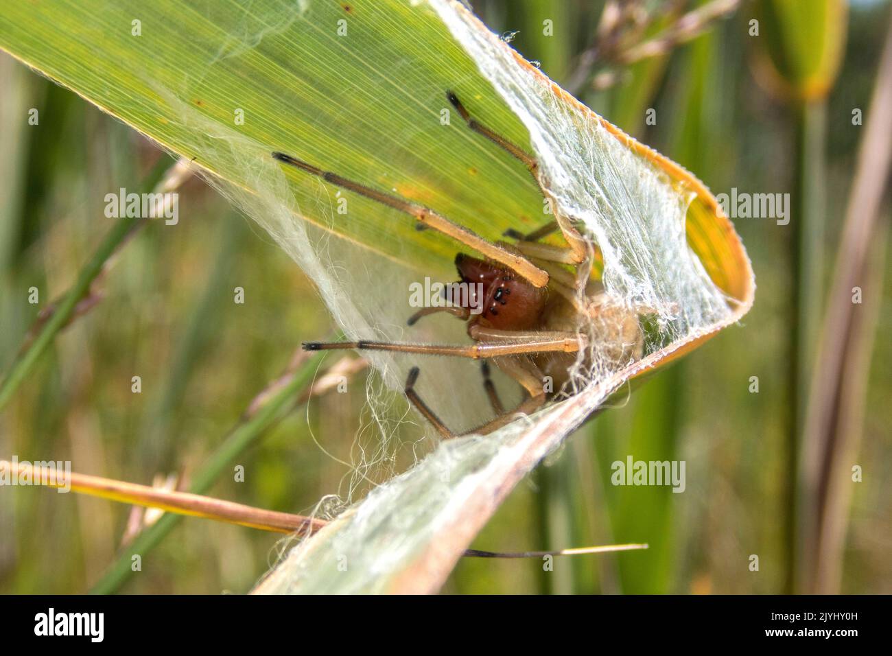 European sac spider, Yellow sack spider (Cheiracanthium punctorium ...