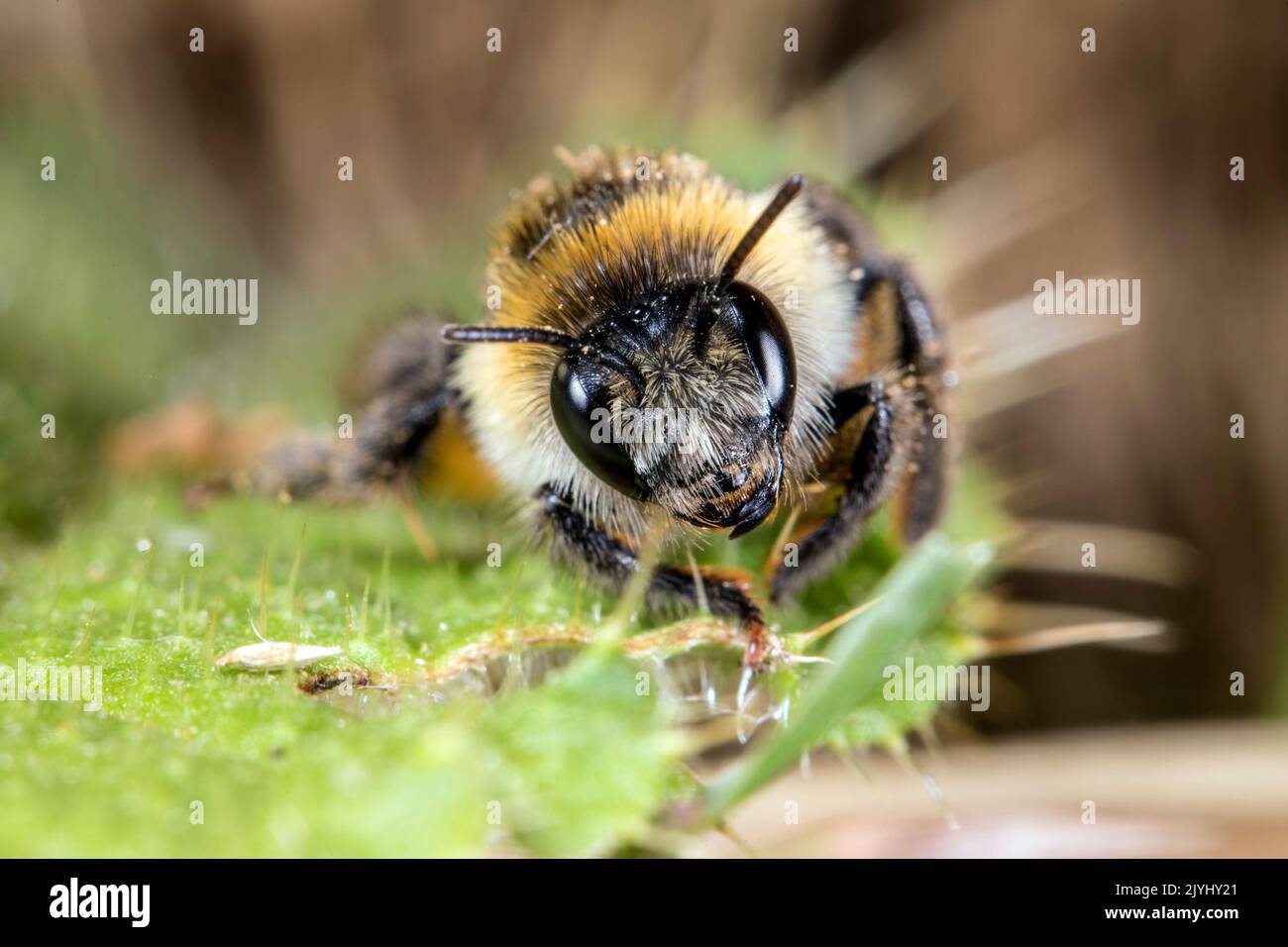Pantaloon Bee (Dasypoda altercator, Dasypoda plumipes, Dasypoda ...