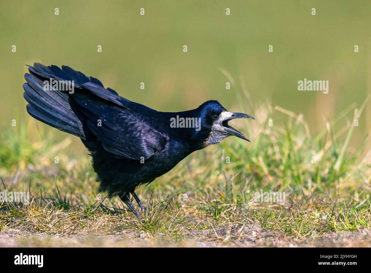 rook (Corvus frugilegus), male stands in greenland calling, impressing ...