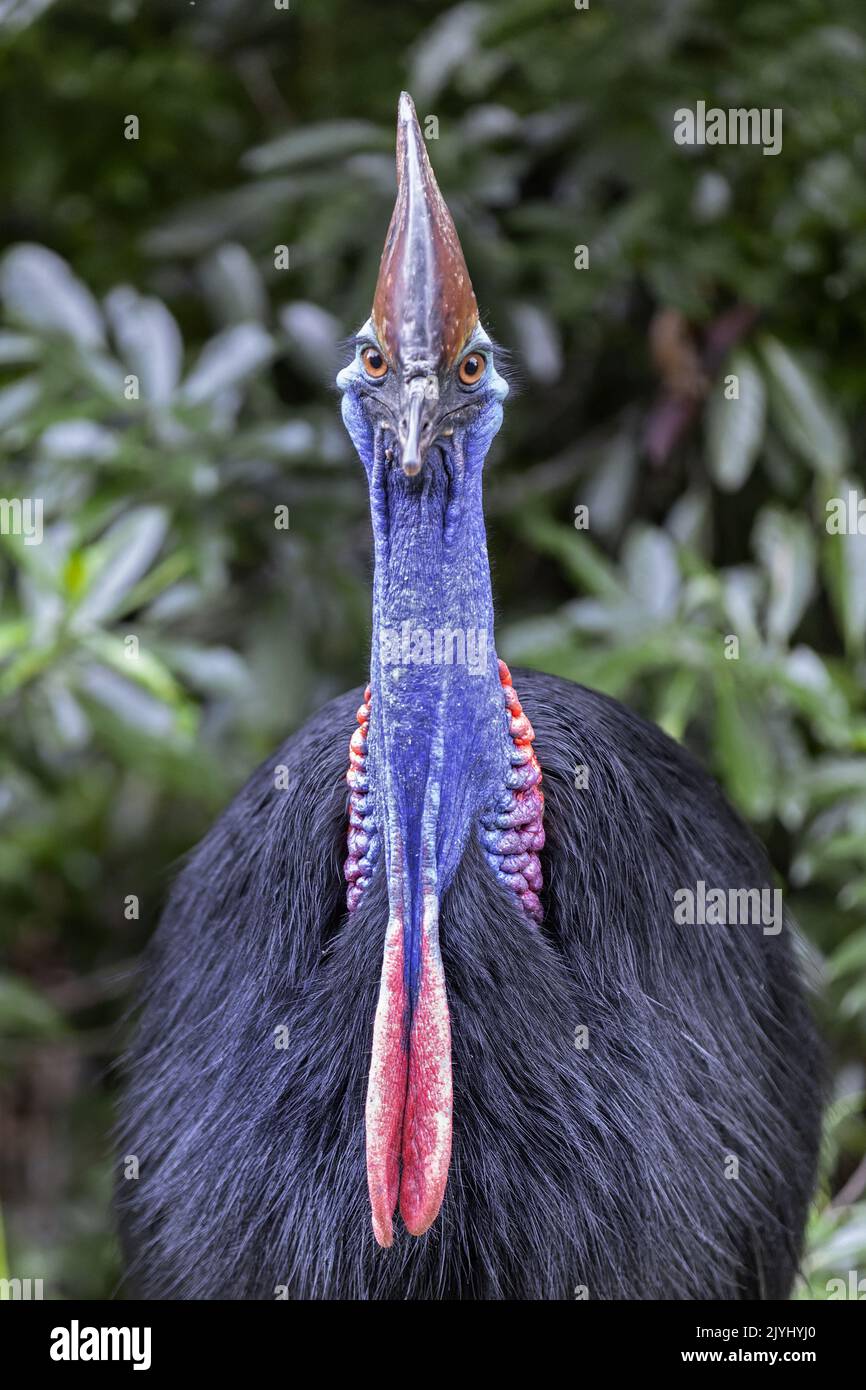 Southern Cassowary, Double-wattled Cassowary, Australian Cassowary, Two ...