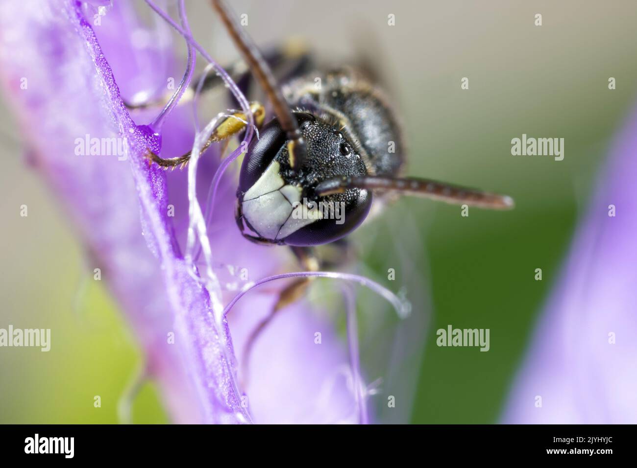 White jawed yellow face hi-res stock photography and images - Alamy