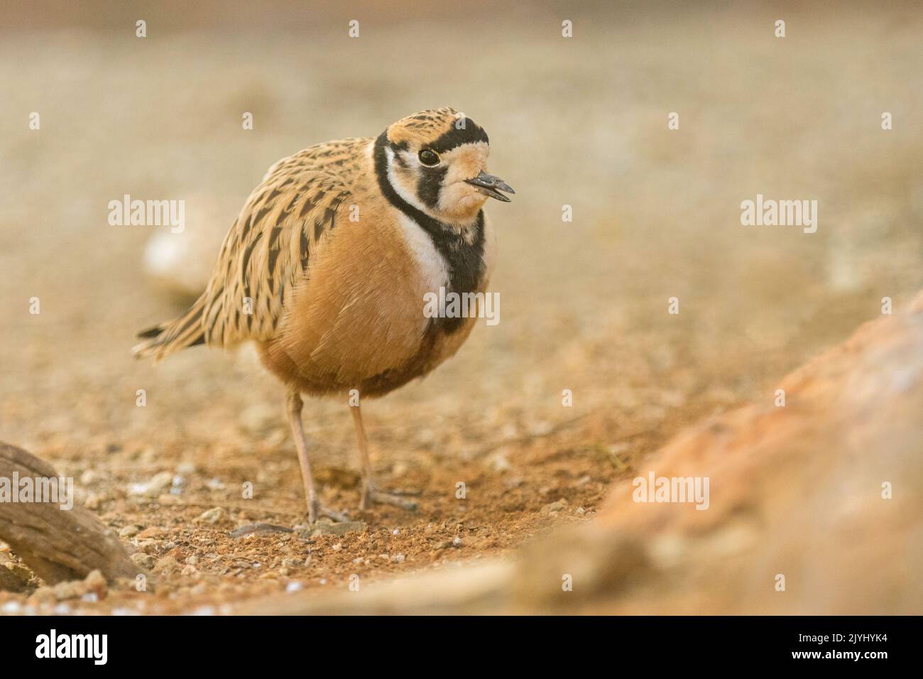 Australian plover (Peltohyas australis), stands on the ground ...