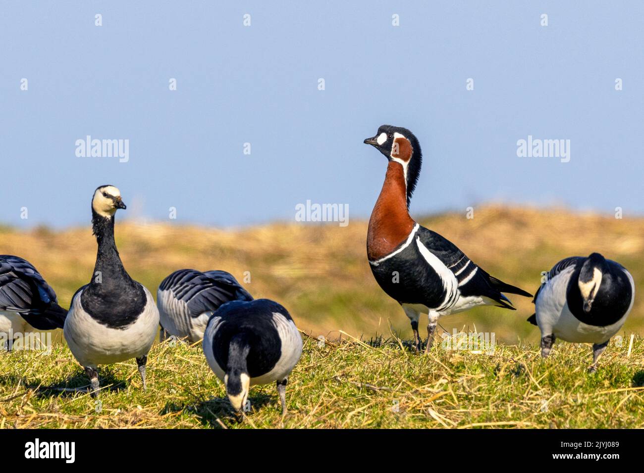 red-breasted goose (Branta ruficollis), stands amidst barnacle geese in ...