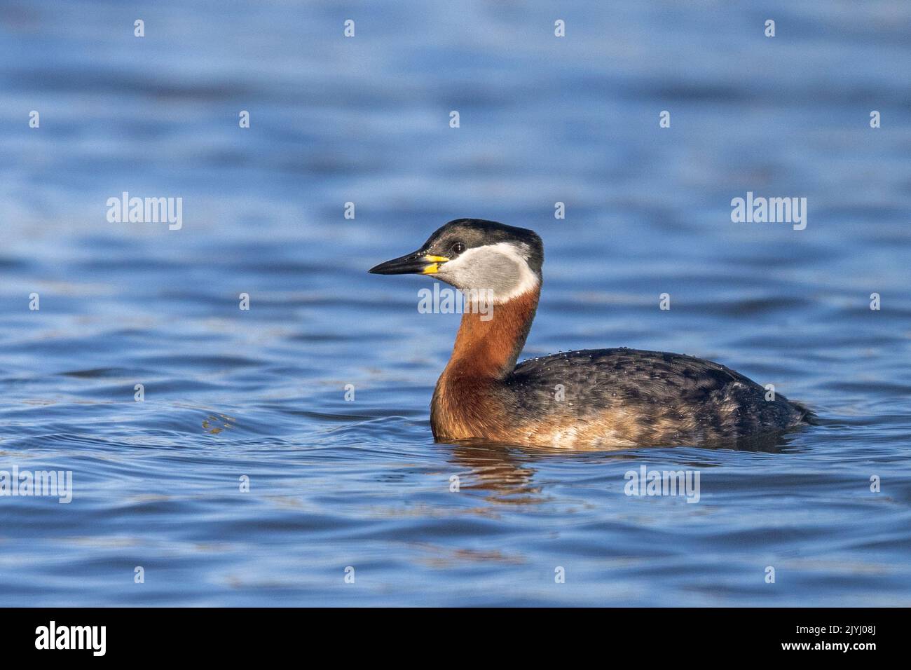 red-necked grebe (Podiceps grisegena), swimming, breeding plumage ...