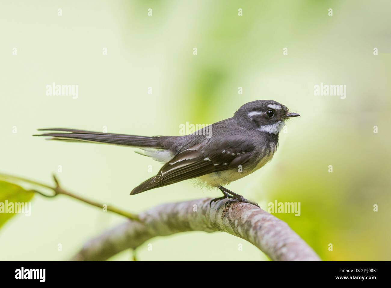Australian queensland grey fantail hi-res stock photography and images ...