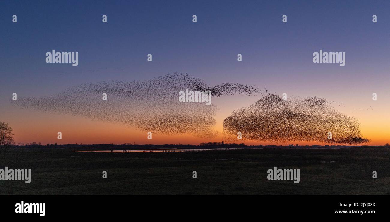 common starling (Sturnus vulgaris), flock flying to the roosting place ...