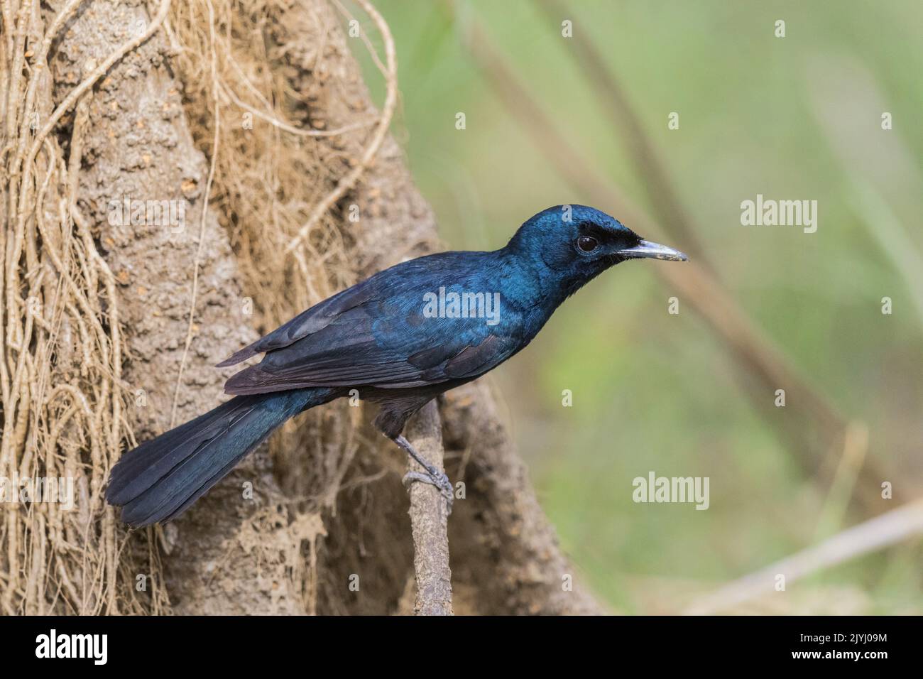 shining flycatcher (Myiagra alecto), male, Australia, Northern ...