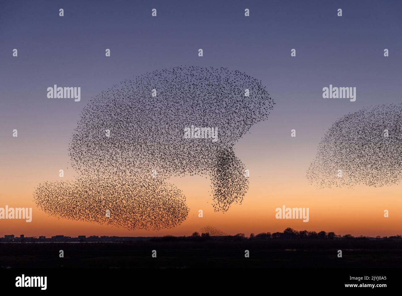 common starling (Sturnus vulgaris), flock flying to the roosting place ...