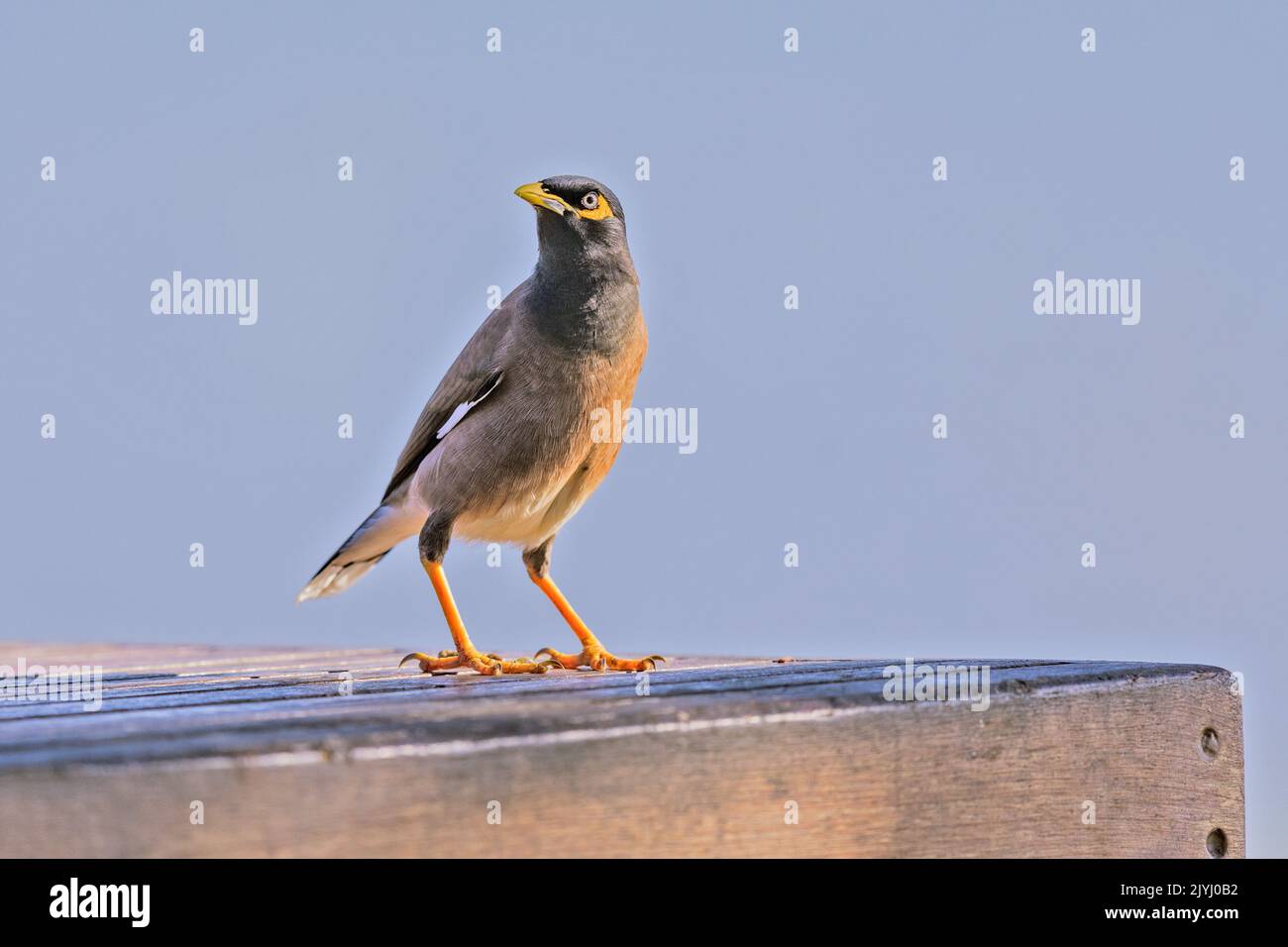 common mynah (Acridotheres tristis), standing, Australia, Queensland ...