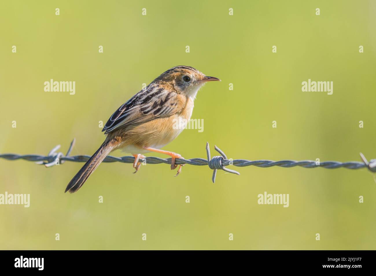 gold-capped cisticola, bright-capped cisticola (Cisticola exilis ...