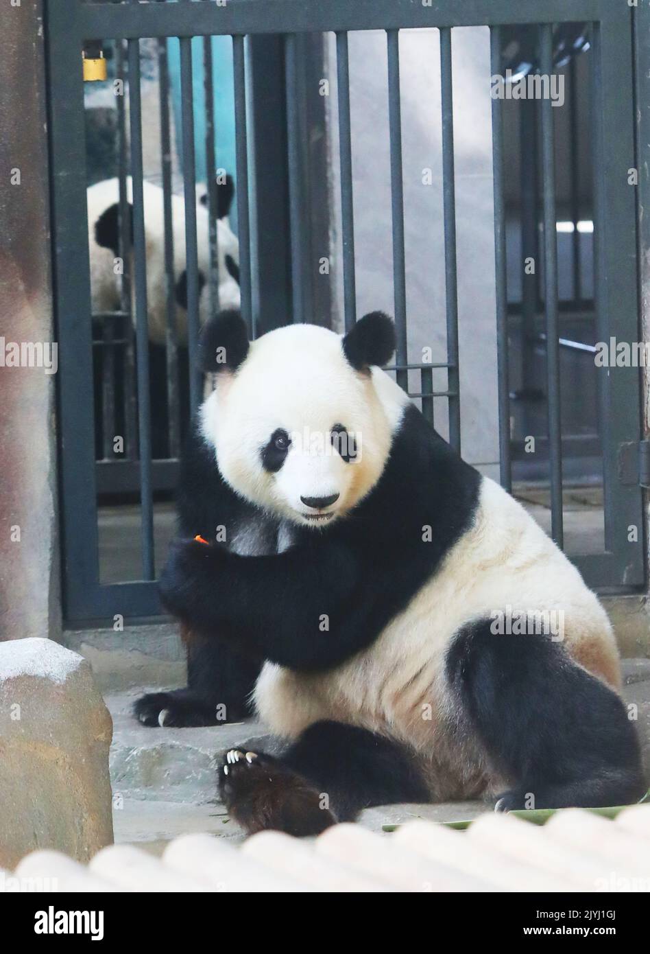 September 8, 2022, Ya'an, Ya'an, China: On September 7, giant pandas ...