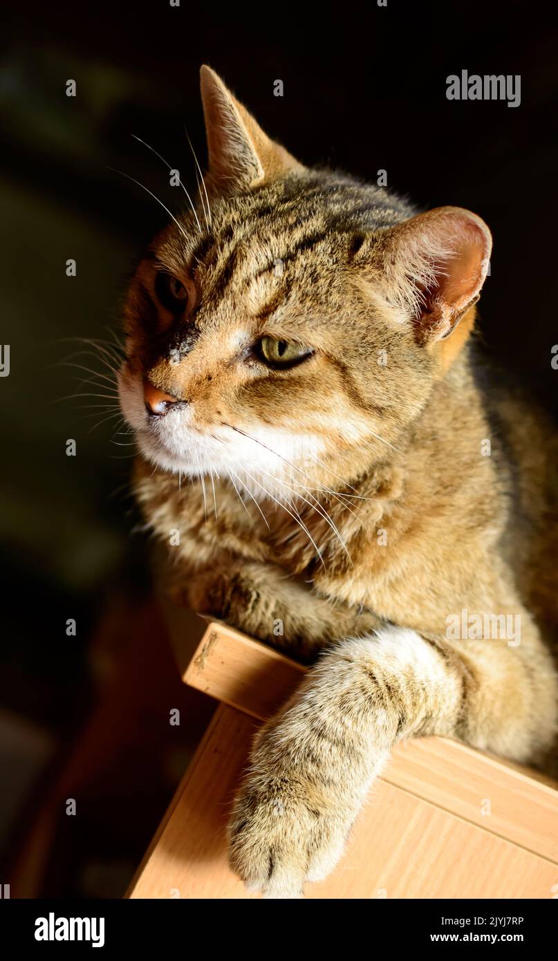 Cat care shelter hi-res stock photography and images - Alamy