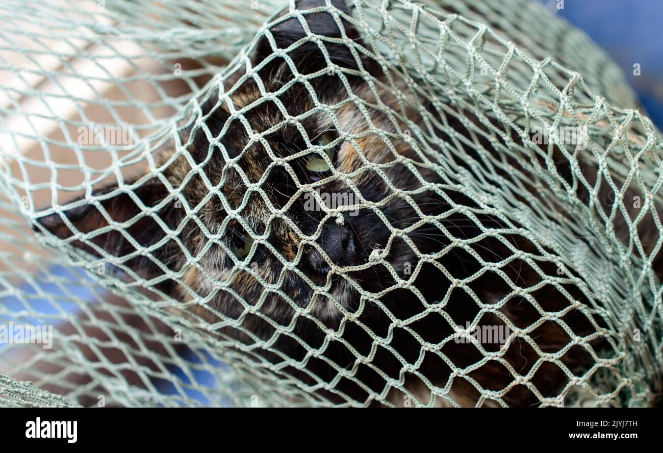 Feral cats net hi-res stock photography and images - Alamy