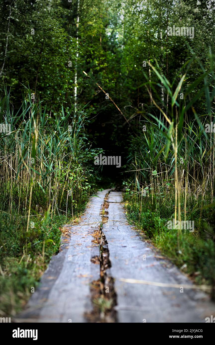 path in the unknown, Finland Stock Photo - Alamy