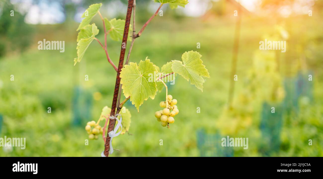 Grape plantation. Beautiful clusters of ripening grapes. Winemaking and ...