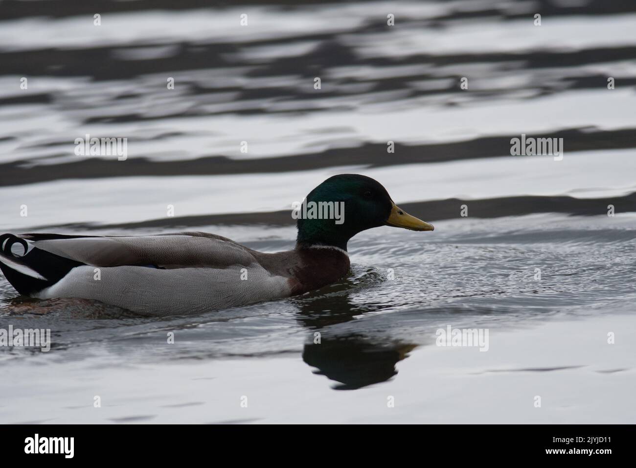 Mallard drake swimming on pond Stock Photo - Alamy