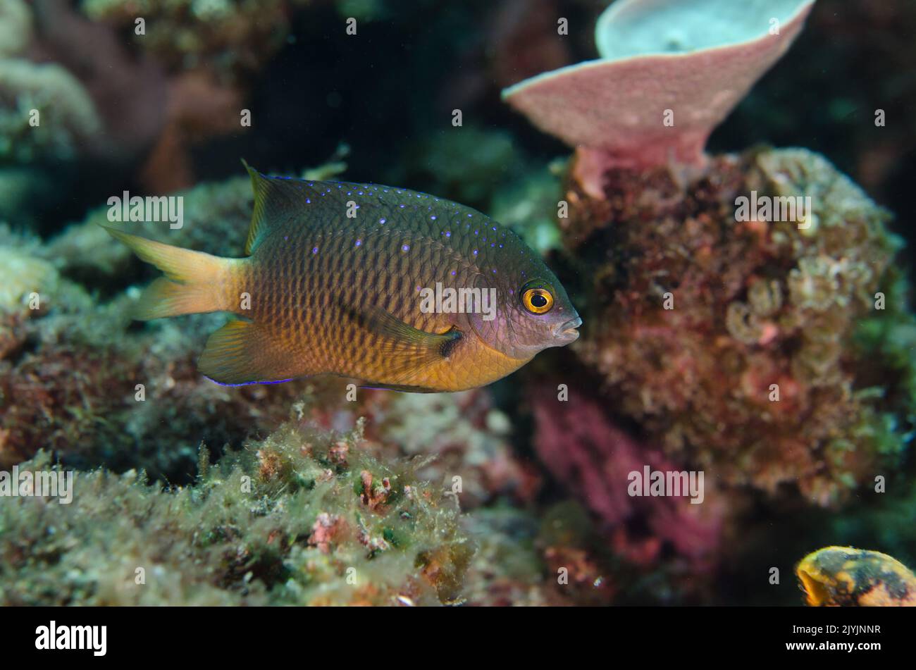 Jewel Damsel, Pletroglyphidodon lacrymatus, Pomacentridae, Anilao ...