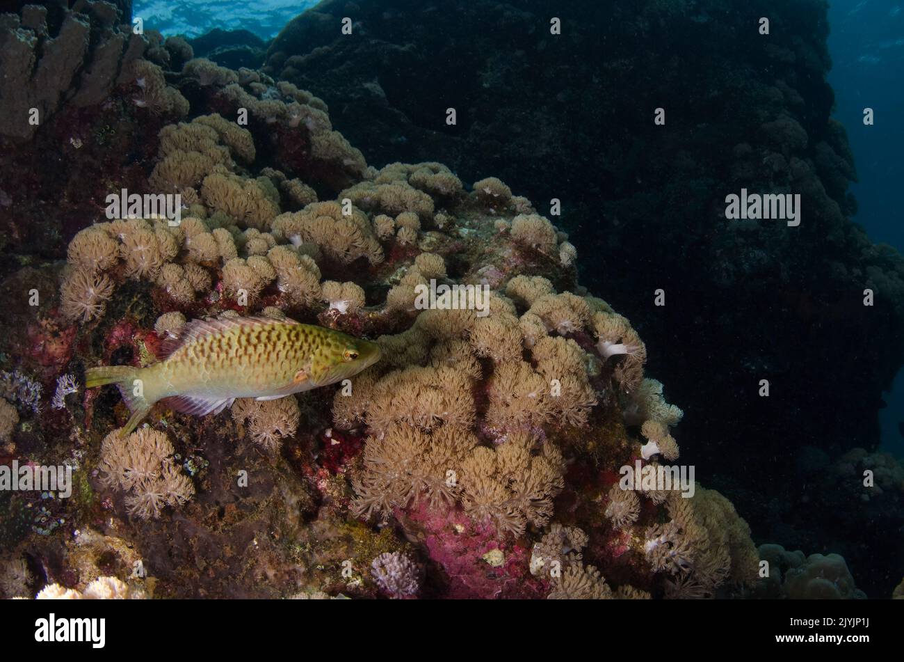 Lined cheehked Wrasse, Oxycheilinus digramma, Labridae, Anilao ...