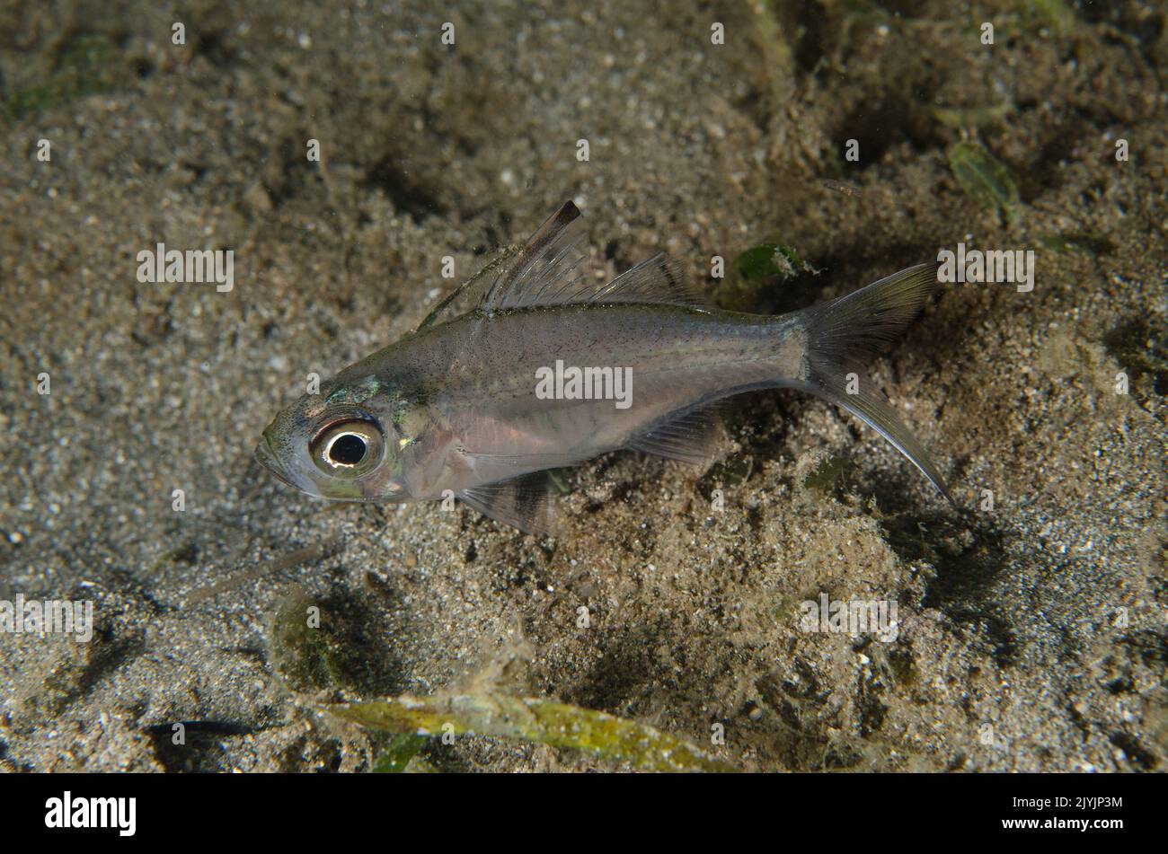 Mangrove Cardinalfish, Apoogon ceramensis, Apogonidae, Anilao ...