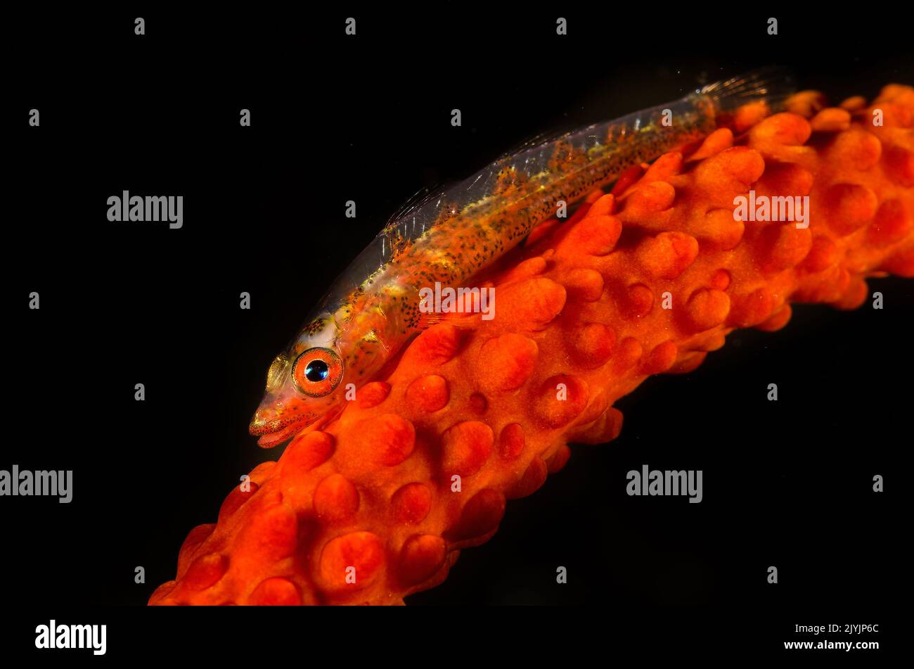 Whip coral goby, Bryaninops yongei, Gobidae, Anilao, Philippines, Asia ...