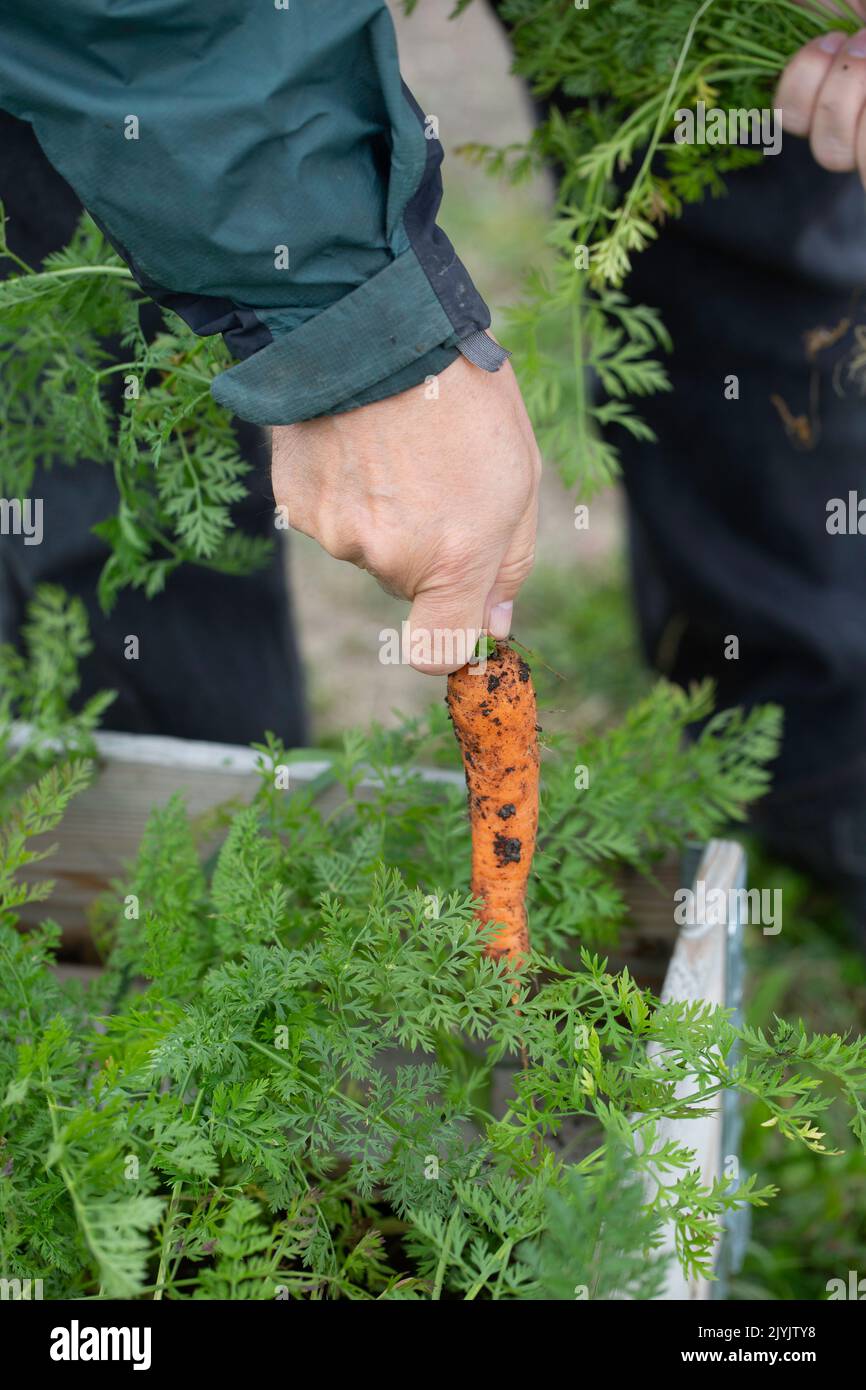 Growing yellow carrot hi-res stock photography and images - Alamy