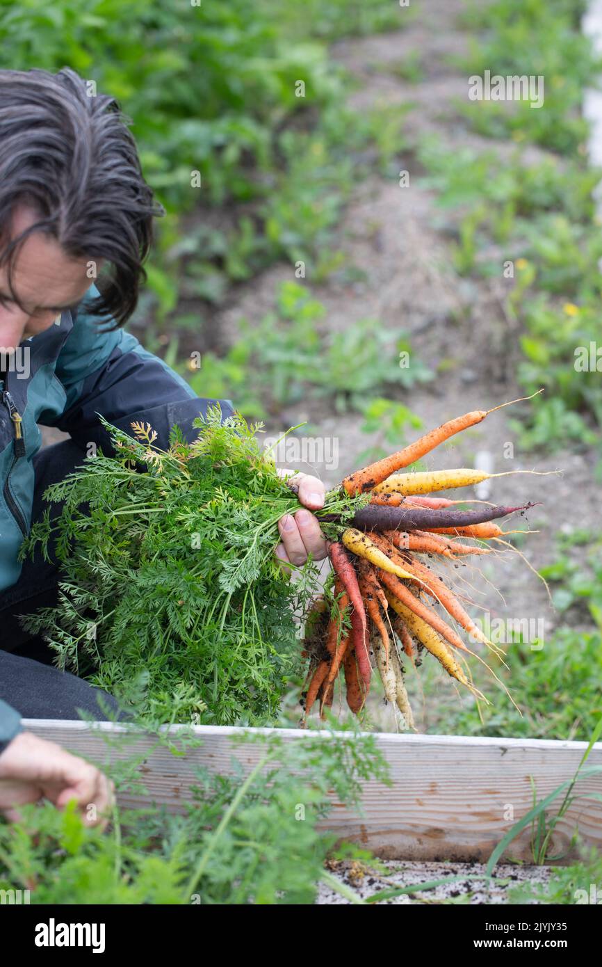 Growing yellow carrot hi-res stock photography and images - Alamy