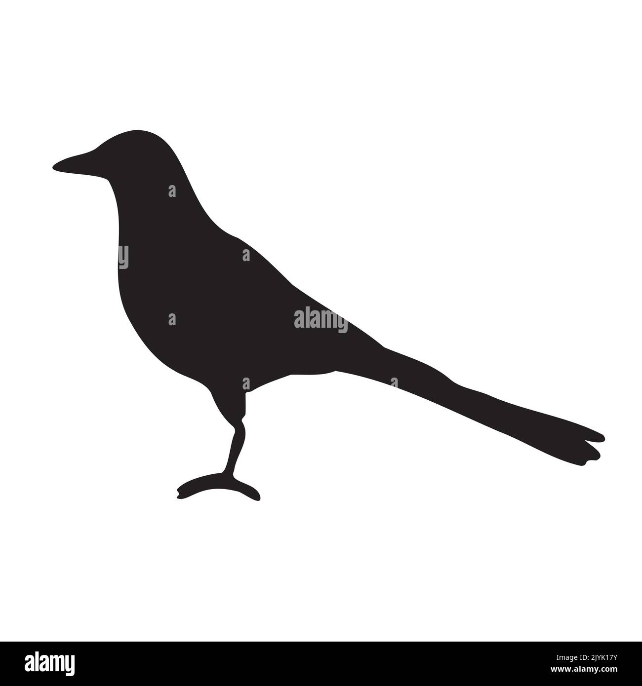 Vector hand drawn doodle sketch magpie bird silhouette isolated on white background Stock Vector ...